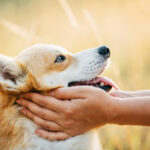 Dog Grooming and Cat Grooming in London, SE12- Absolutely Animals Ltd