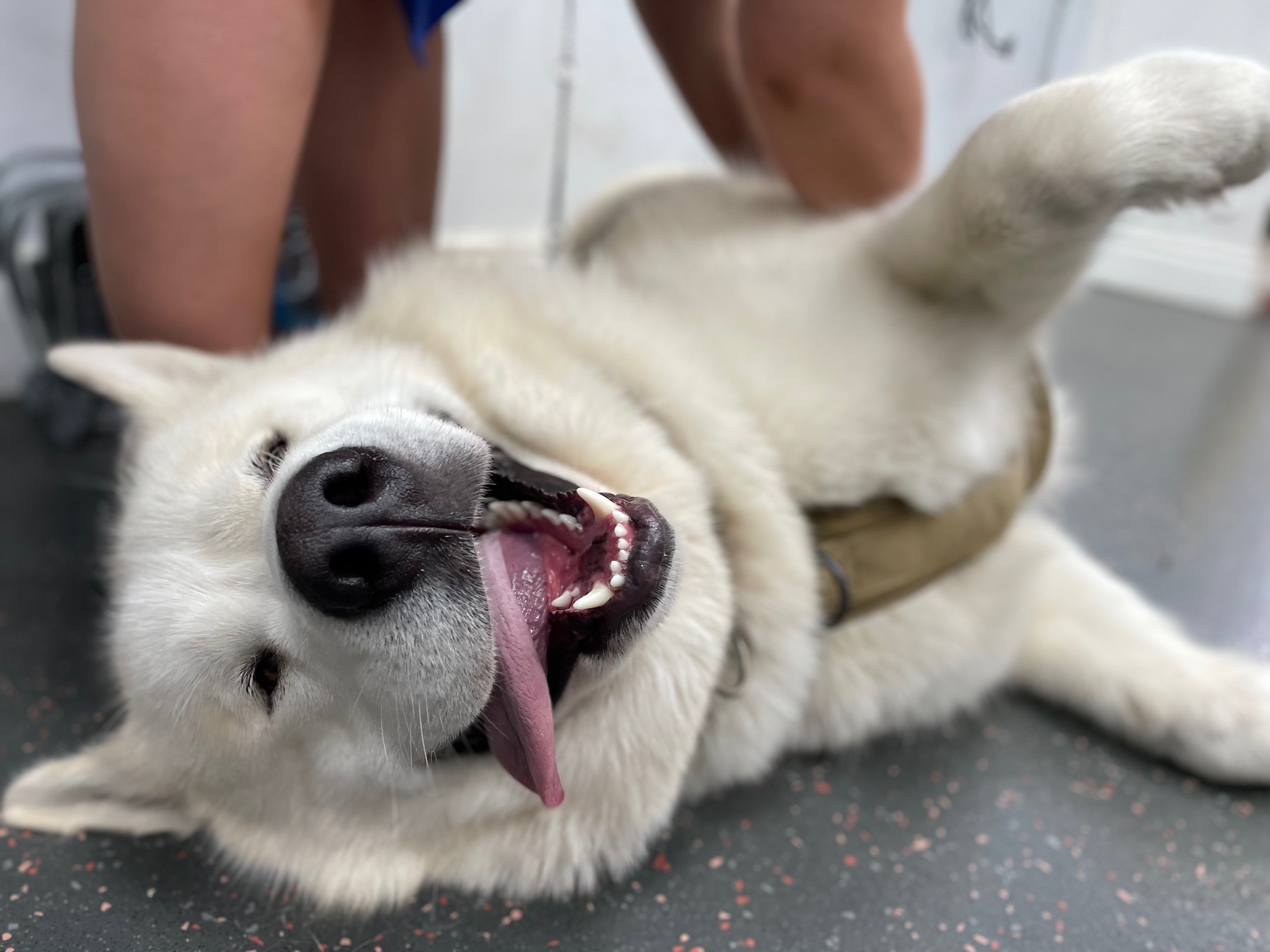 Dog and Cat Grooming in London - Absolutely Animals Ltd