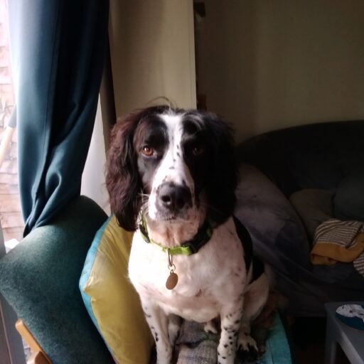 Dog and Cat Grooming in London - Absolutely Animals Ltd