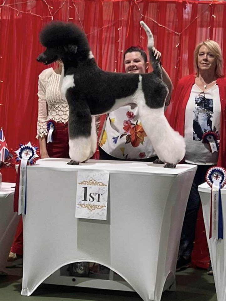 Christine Joins Groom Team England - Absolutely Animals Ltd