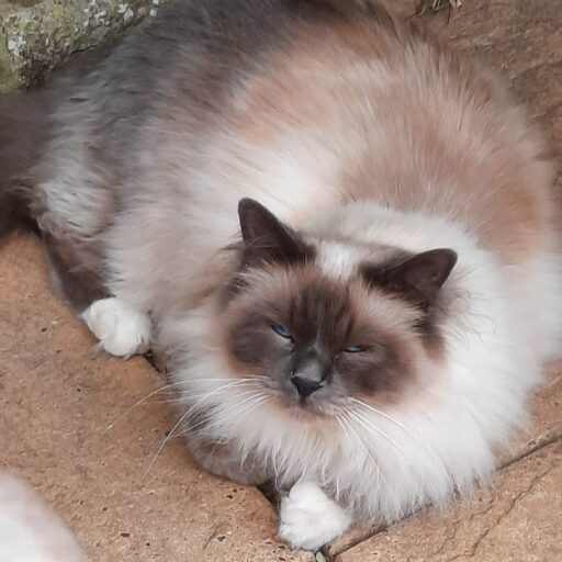 Dog and Cat Grooming in London - Absolutely Animals Ltd