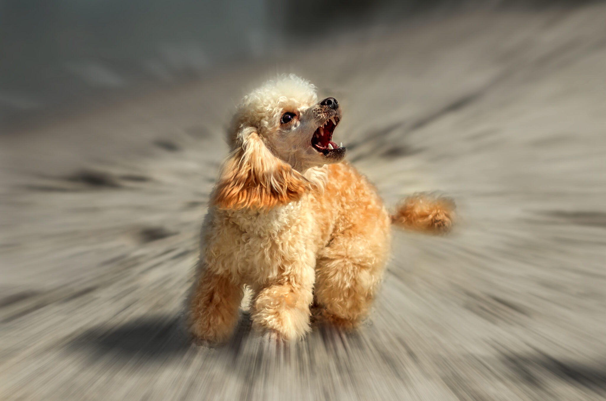 Is It Scary to Groom a Difficult Dog? - Absolutely Animals Ltd