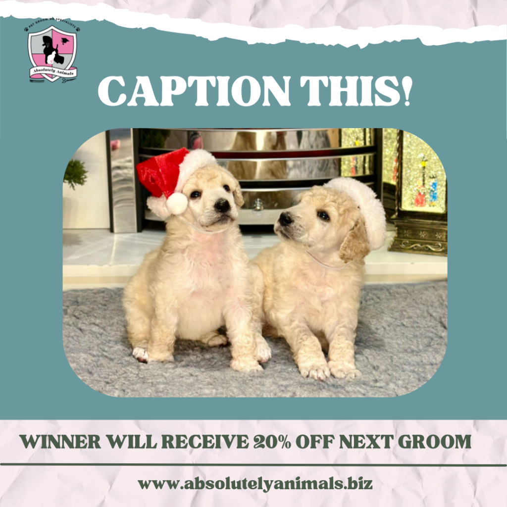 Caption This! What are these cheeky pups saying? - Absolutely Animals Ltd